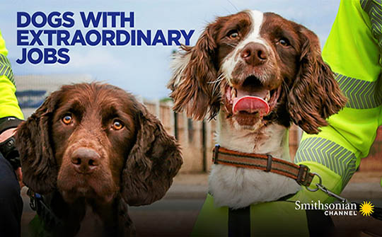 Dogs with Extraordinary Jobs, nueva serie estreno del Smithsonian ...